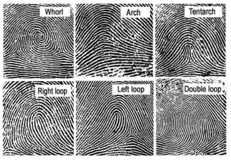 SaH Fingerprint Investigation Reading Science Center